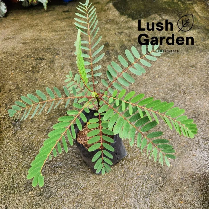 Pokok Geti / Turi / Agathi Leaves / Sesbania Grandiflora / hummingbird ...