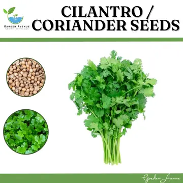 Cilantro Leaves In Tagalog