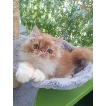 Kucing Persia Flat Nose