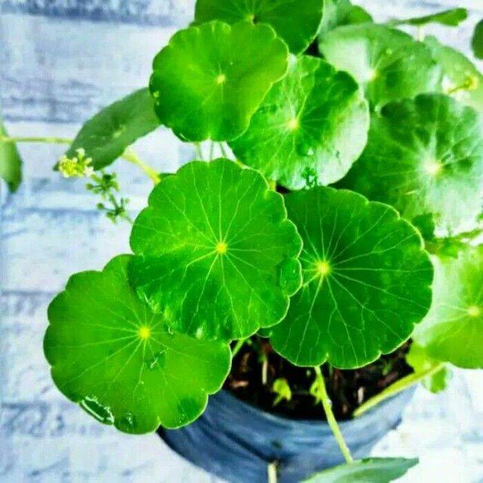 tanaman Pegagan / Pegagan Air/ Antanan/ Kaki Kuda | Lazada Indonesia