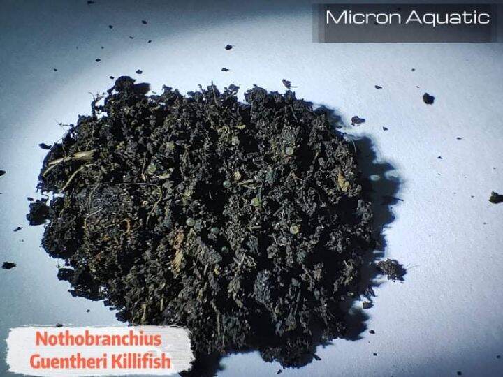 Live Nothobranchius Guentheri Killifish Eggs for Sales | Lazada