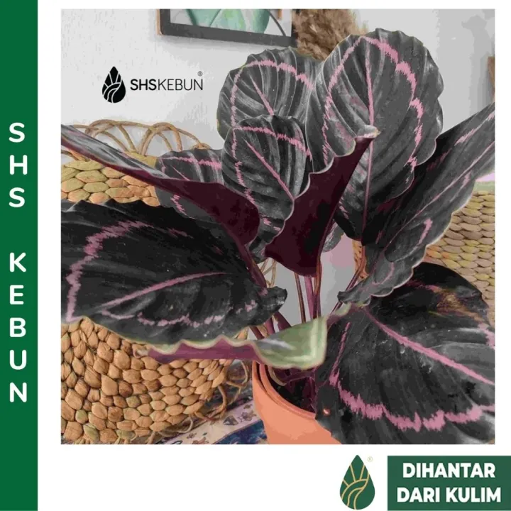 Calathea Big Size Dottie Prayer Plant Indoor Plant SHS Kebun | Lazada