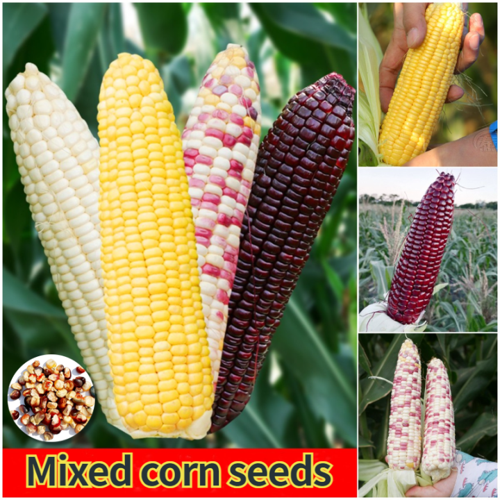 [Easy to grow in Malaysia] 20pcs Sweet Corn Seeds Red Corn Seeds ...