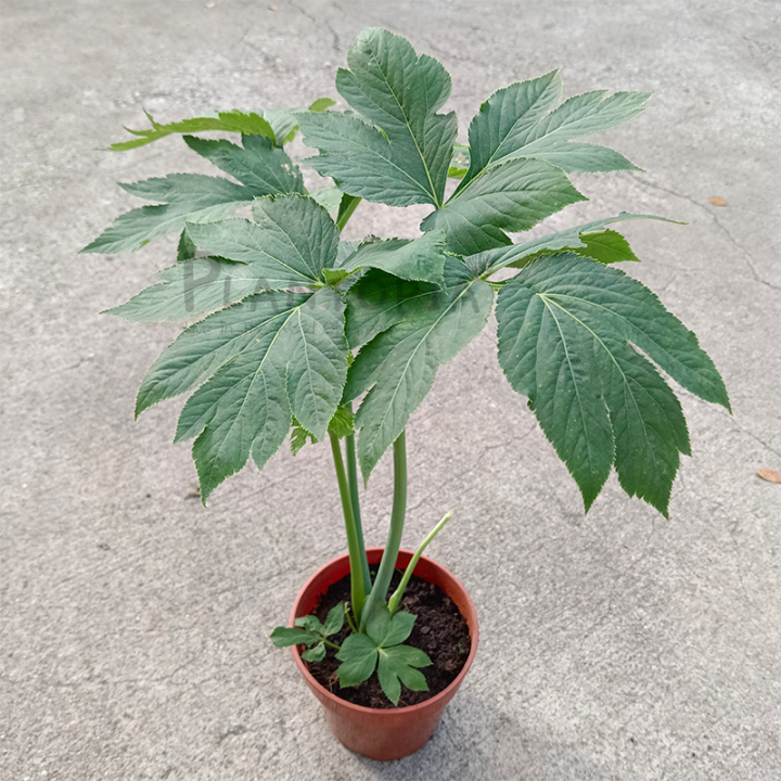 [Plantopia] Ashitaba plants 明日叶 生草本植物 Real live herb plant | Lazada