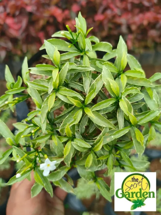 Silver Dwarf Pandakaki Plant (Live Plant) with FREE plastic pot ...