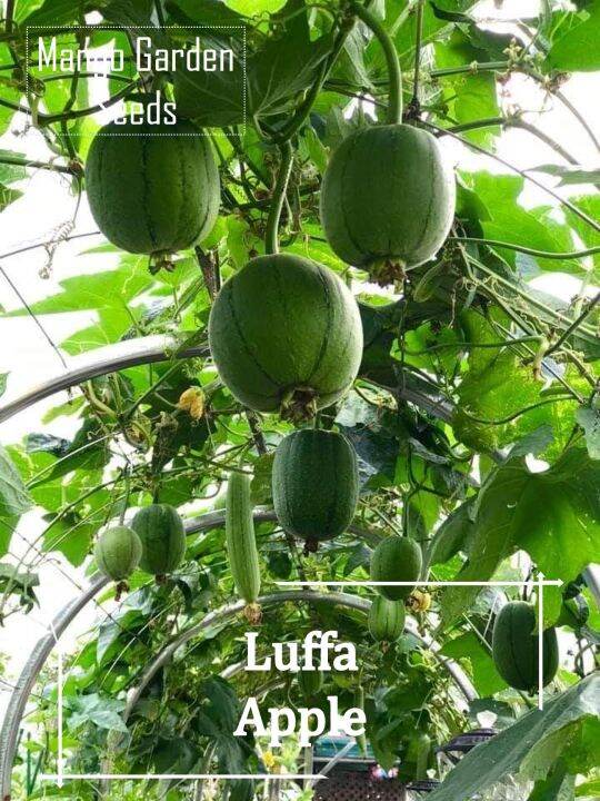 Apple Luffa Seeds - 5 Seed *Pot Friendly* Tanam Pasu, Buah Petola Bulat ...