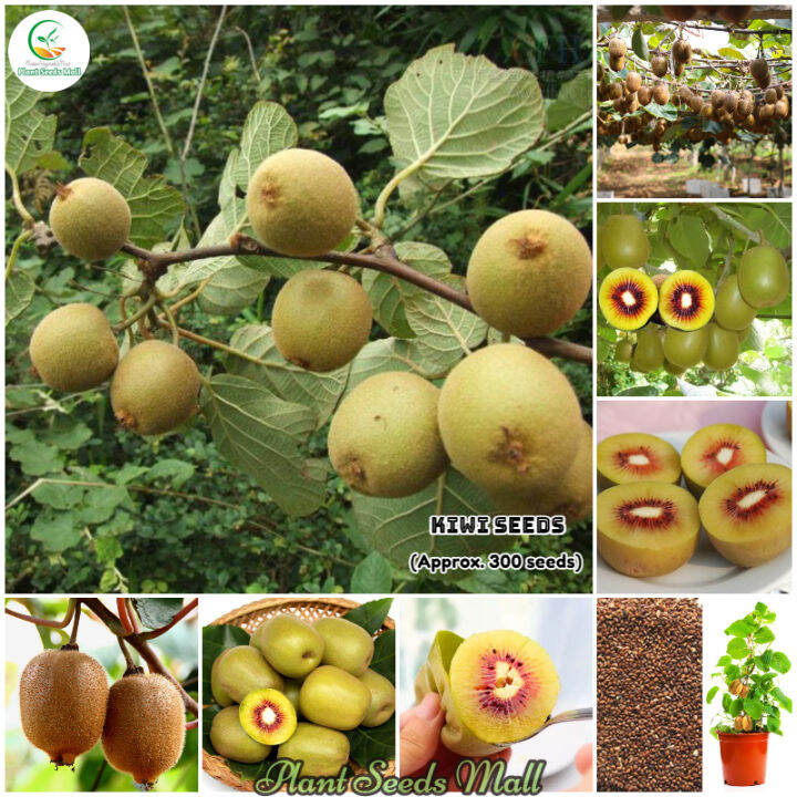 [High Germination] High Quality Kiwi Seeds for Sale (Approx. 300 seeds ...