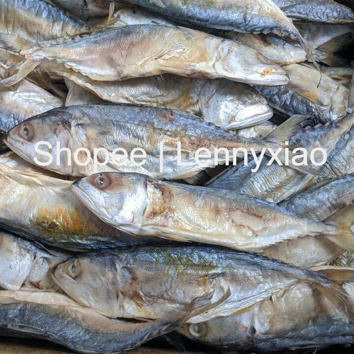 Ikan Pedak Gembung khas SATAI Kembung Kambong Asin Daging Lembut ENAK ...