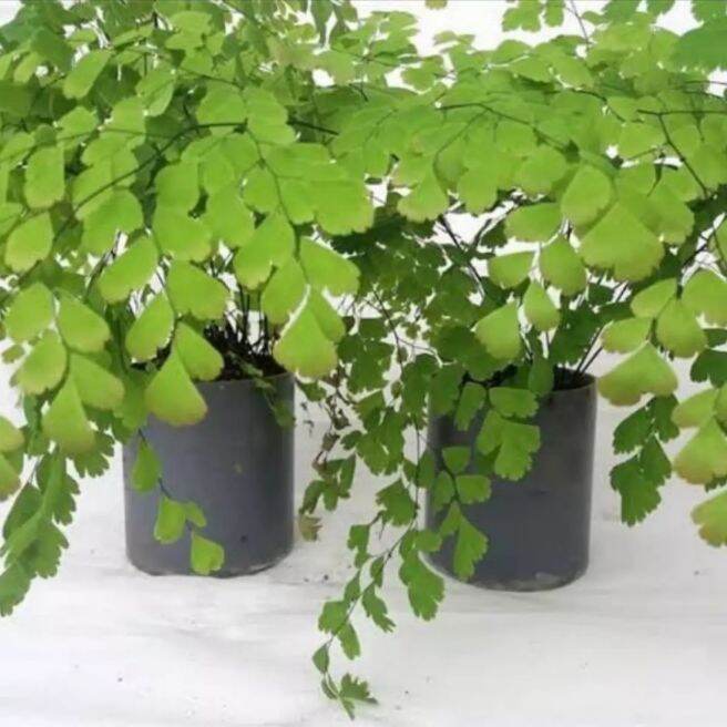 Tanaman Paku suplier / Paku suplir | Lazada Indonesia