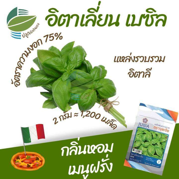 เมล็ด อิตาเลี่ยน เบซิล ( Italian Basil ) 1,200 เมล็ด กลิ่นหอม เมนูฝรั่ง ...