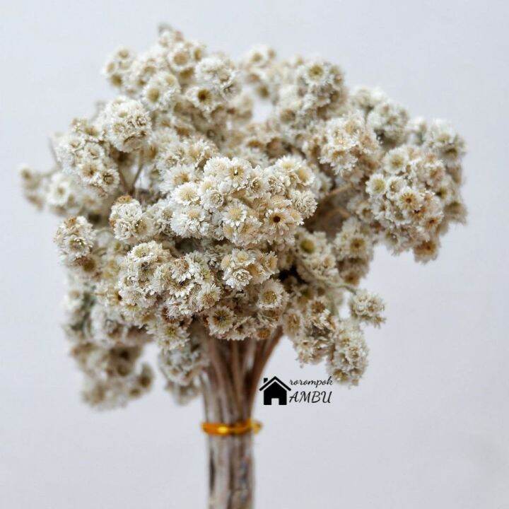 edelweis kering - bunga abadi - bunga kering - dried flower | Lazada ...