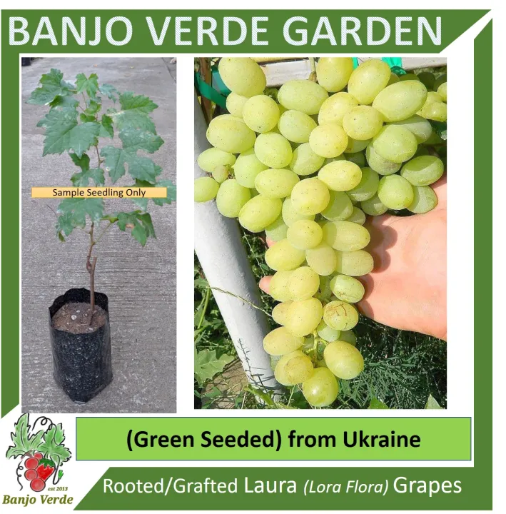 1Pc Laura / Flora Lora Table Grapes Grafted Marcotted Rooted Seedling ...