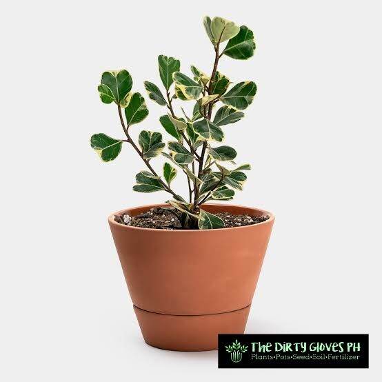 Ficus Triangularis Variegata Free Pot And White Pebbles Lazada Ph