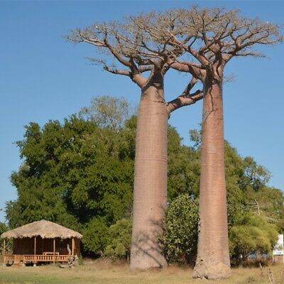 Kedai 1 Benih Biji African Baobab Baobabs Adansonia Digitata Monkey ...