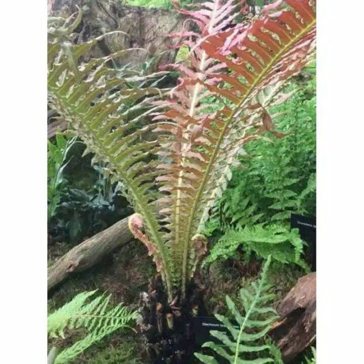 Pakis Hias Gunung Merapi | Lazada Indonesia