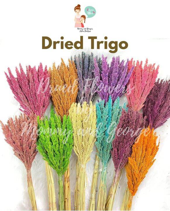 Dried Small Trigo (5 STEMS) | Dried Flowers | Dried Flowers for ...