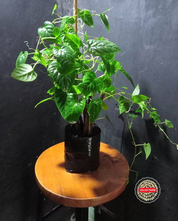 [10 POHON] BIBIT TANAMAN RAMBAT AKAR SERIBU CURTAIN IVY/CISSUS ...