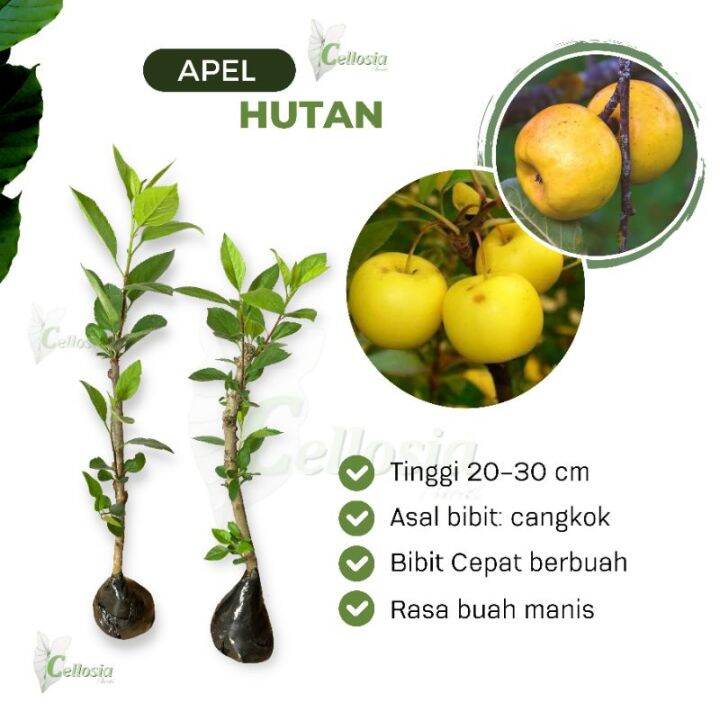 Bibit Tanaman Buah Apel Hutan Malus sylvestris Cangkok | Lazada Indonesia