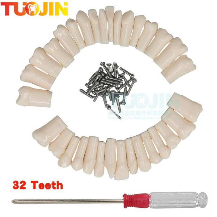Dental Typodont Model Removable Teeth Resin Denture Dentistry Teaching ...