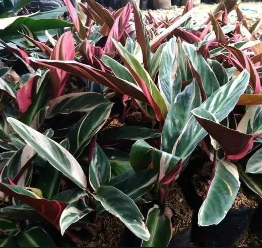 TANAMAN HIAS MERANTI BALI-TANAMAN HIAS MERANTI MERAH PUTIH | Lazada ...