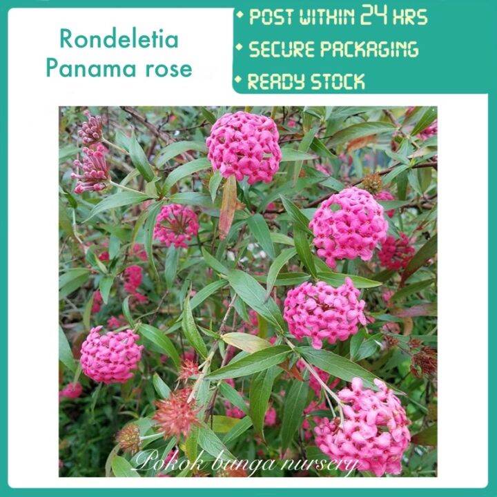 PBN - rondeletia - pokok bunga nursery leucophylla bush pentas panama rose rajin berbunga tahan ...