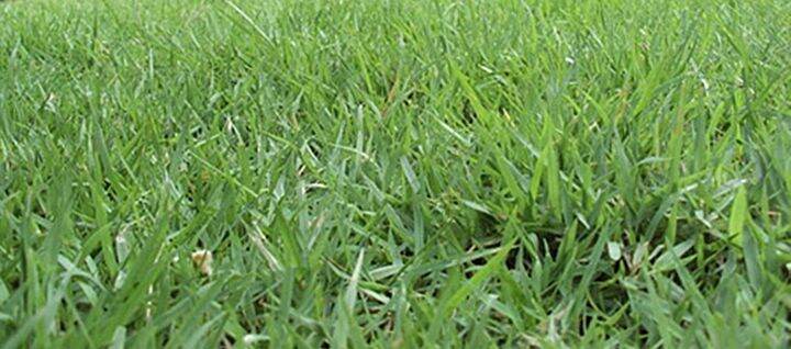 1 ลิตร เมล็ดหญ้านวลน้อย Manila Grass ราคาถูก Temple Grass หญ้าปูสนาม ...