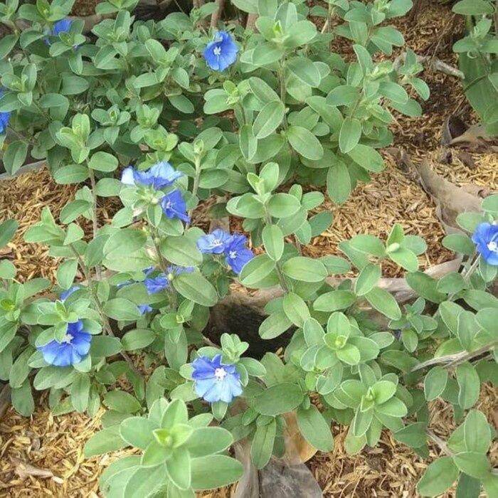 Bunga baby blue eyes (Nemophila menziesii) atau baby's blue eyes ...