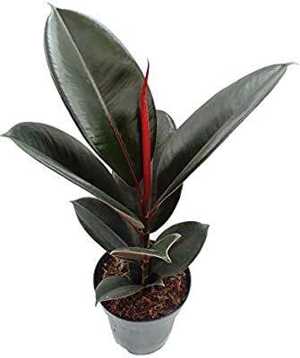 Black Prince Rubber Tree "Ficus Elastica" | Lazada PH