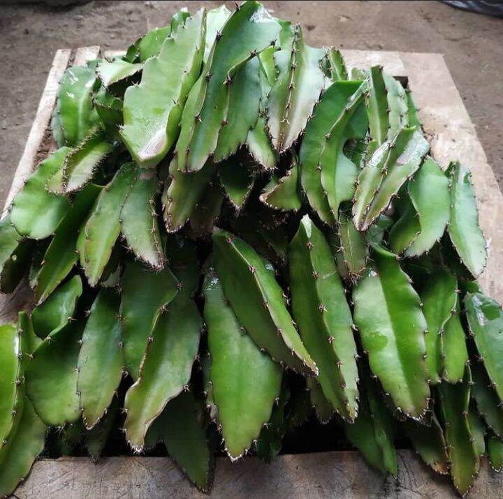 stek batang buah naga merah-batang naga-pohon buah naga /tanaman hias ...