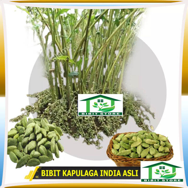 KAPULAGA INDIA ASLI/JENIS MAISOR DAN MALABAR | Lazada Indonesia