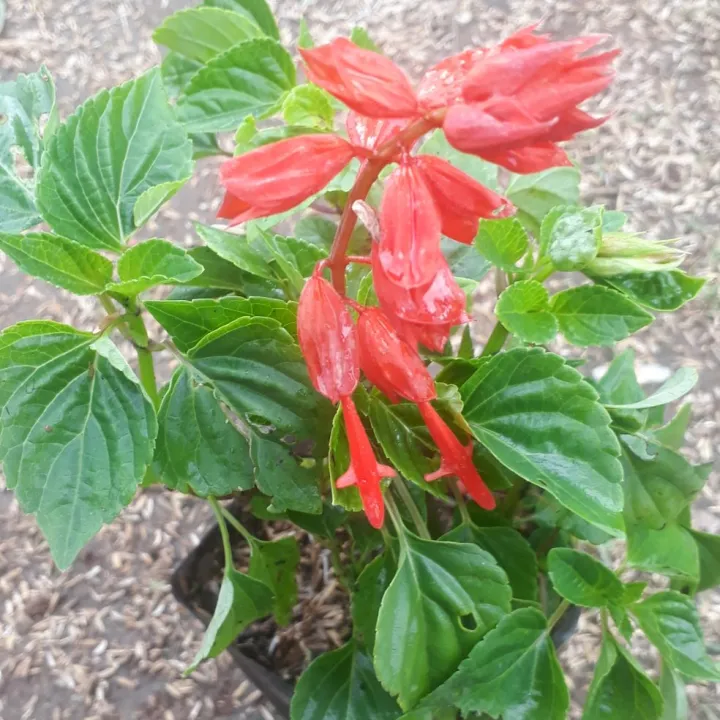 Tanaman Salvia splendens / Scarlet Sage / Tanaman Bunga selvia | Lazada ...