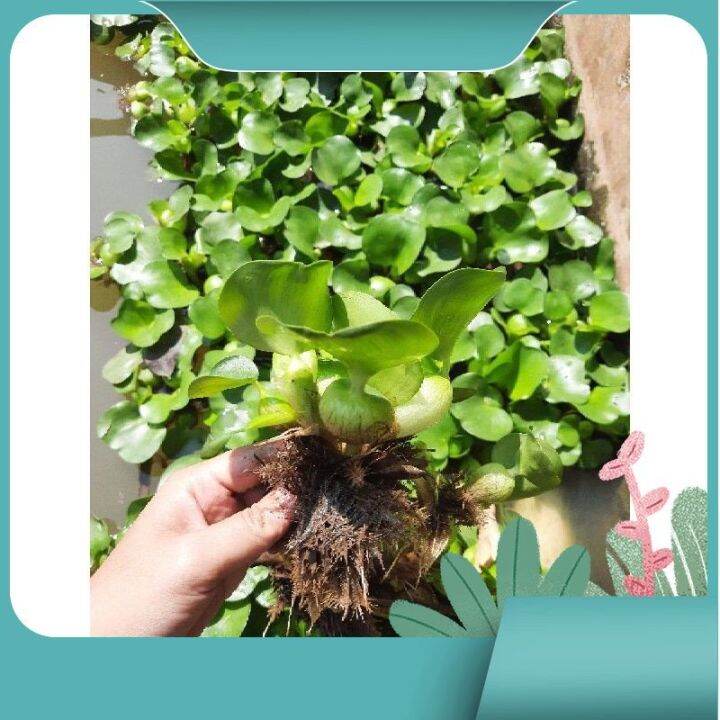 TANAMAN ECENG GONDOK TANAMAN AIR SRI REJEKI | Lazada Indonesia