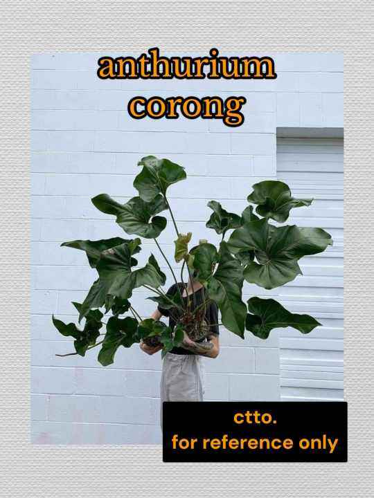 Anthurium Corong | Lazada PH