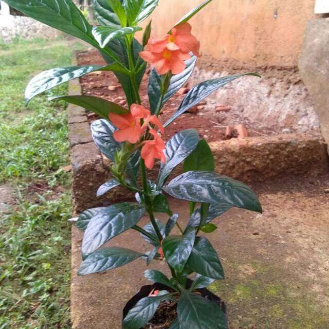 Tanaman Crossandra Tanaman Rosandra Tanaman Bunga Crossandra Bunga ...