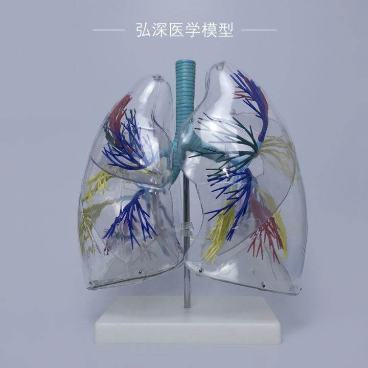 Transparent lung segment model of human respiratory system bronchial ...