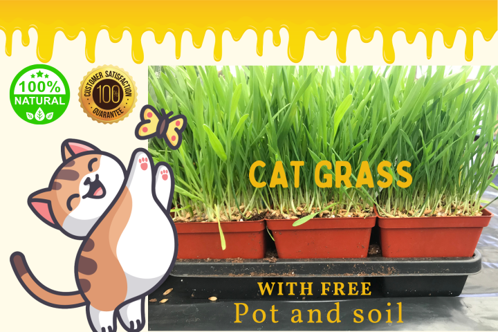 Organic Cat Grass Seeds with FREE Pot and Soil | Lazada PH