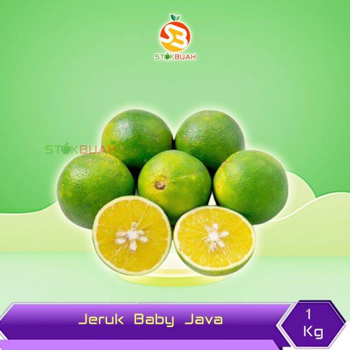 Jeruk Baby Java Super I Baby Sunpride I Baby Pacitan | Lazada Indonesia