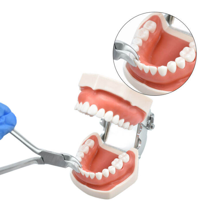 Dental Instrument Eagle Nose Pliers Tooth Extraction Forceps Root ...