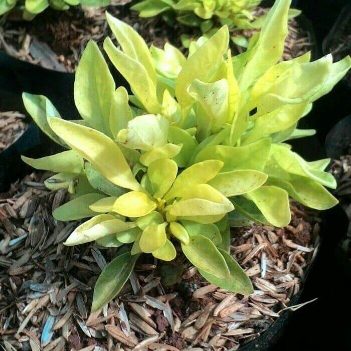 tanaman krokot kuning tanaman hias tanaman murah | Lazada Indonesia
