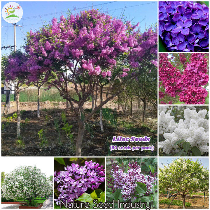 Benih Bunga Lilac Seeds for Planting 20pcs Lilac Seeds Garden Aromatic ...