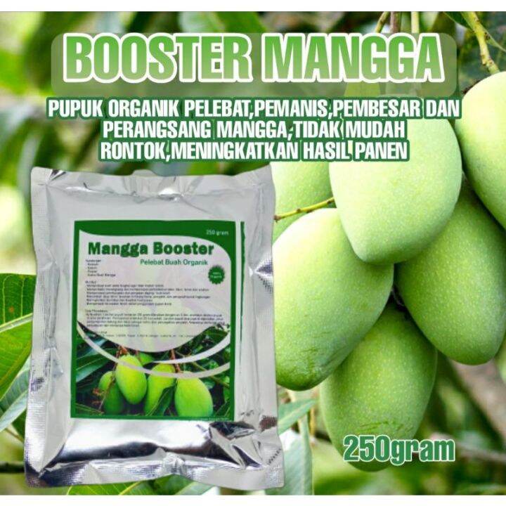 Pupuk Organik Pelebat Buah Mangga dan Booster Agar Cepat Berbuah Lebat Anti Rontok Pupuk ...