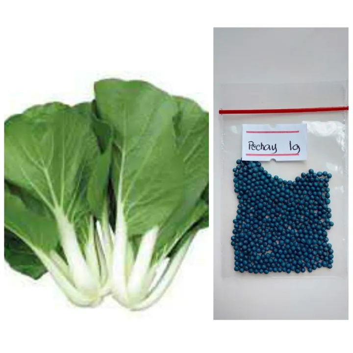 Pechay/Pakchoi/Petsay vegetable seeds 400seeds | Lazada PH