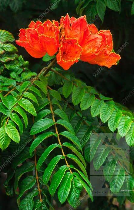 Fire bell/ African tulip tree (Spathodea campanulata) | Lazada PH
