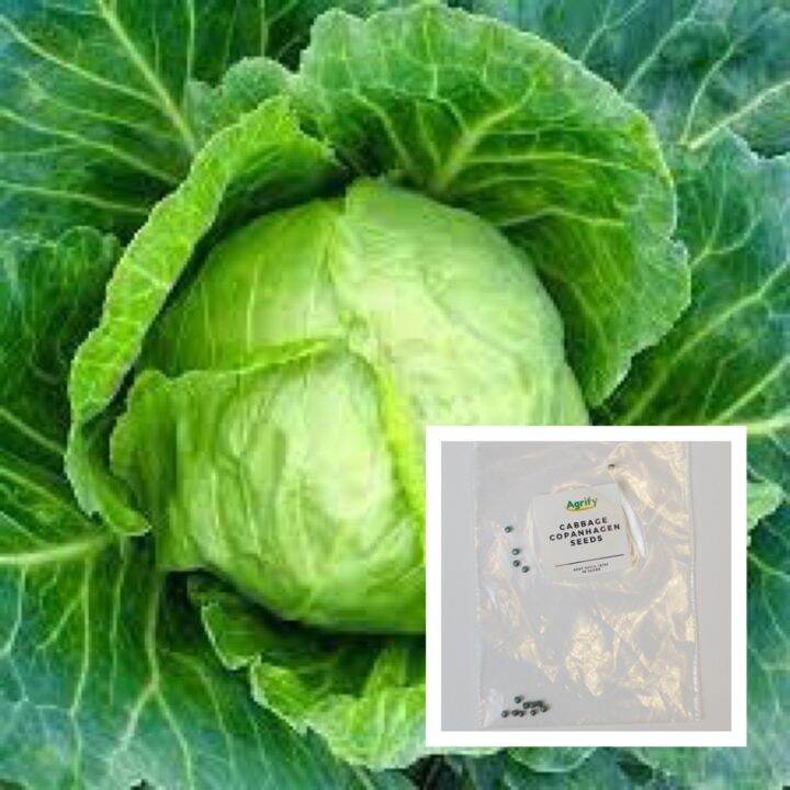 Vegetable & Herbs Seeds Oregano Dill Kangkong Spinach Kinchay Alfalfa ...