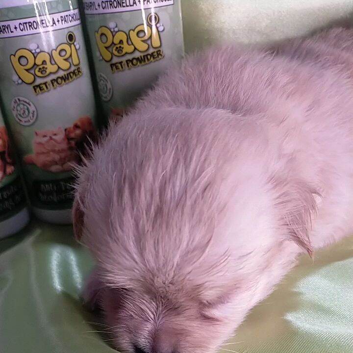 PAPI Carbaryl+Citronella+Patchoulli PET POWDER for Nursing, New Born ...