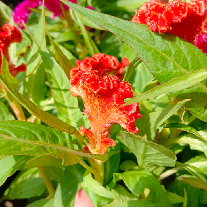 [Plantopia] Celosia / Balung Ayam / 鸡冠花 | Pokok Bunga Hidup | Outdoor ...