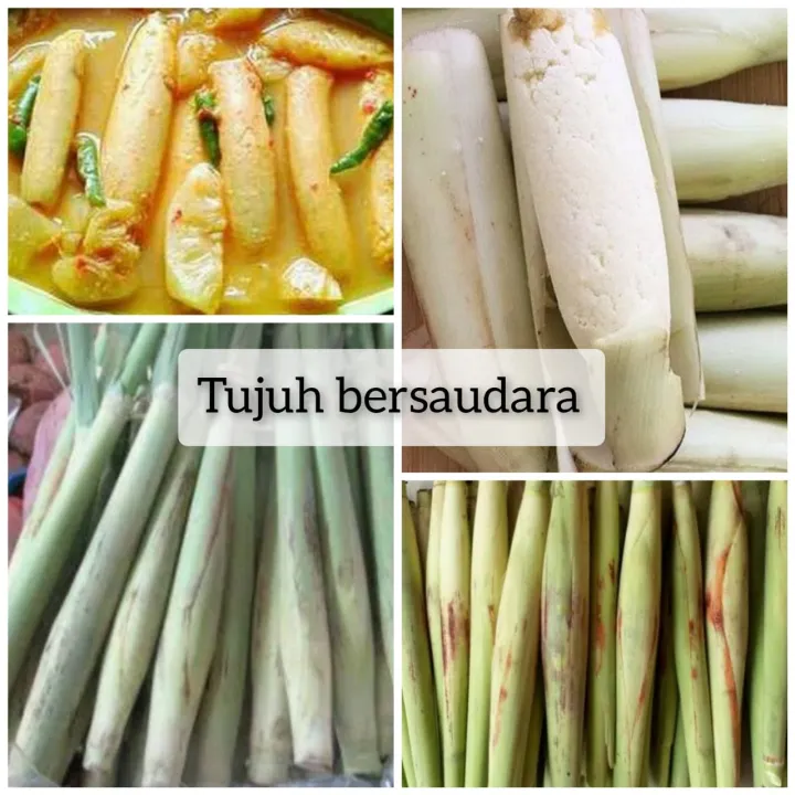 Sayur terubuk/turubuk 1kg | Lazada Indonesia