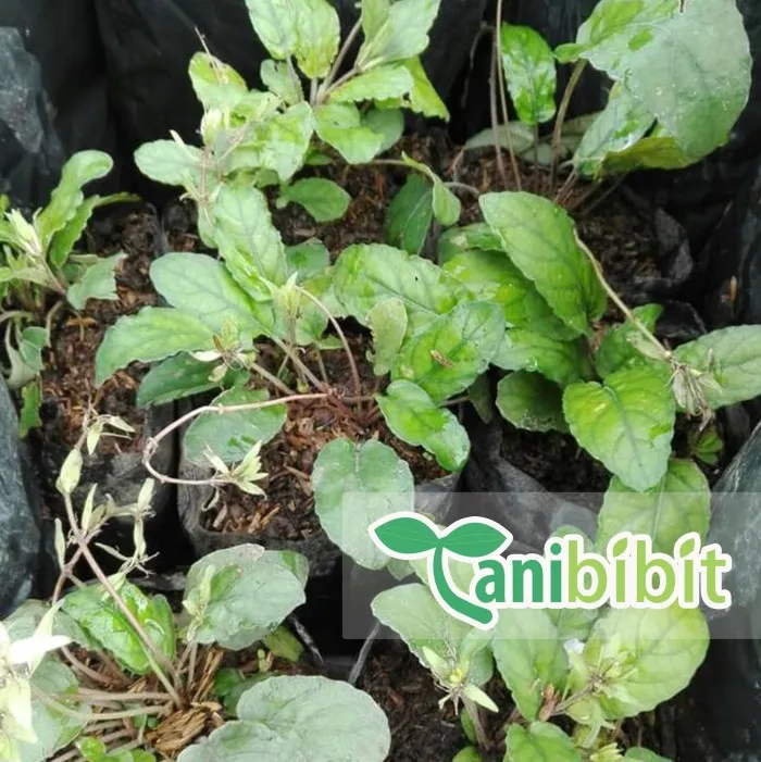 Bibit Pohon Gempur Batu - Tanaman Daun Obat Ginjal Herbal Alami ...
