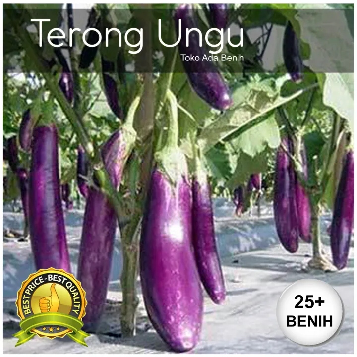 Benih / Biji Terong Ungu Hibrida - Terung Ungu - 25+ Biji | Lazada ...