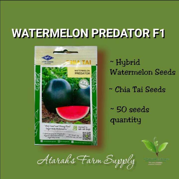 Hybrid Chia Tai Predator (Pakwan) Seeds | Lazada PH
